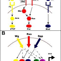 Genetic Regulation of Founder Cell Fates