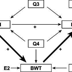 Structural Equation Model for Bone Geometry