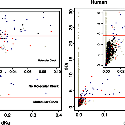 PS and Rates of Evolution