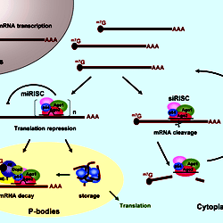 A Model for Human RISC Function Involving miRNA and siRNA
