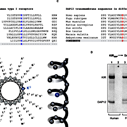 Structural Diversity of TM Domains among Receptors That Assemble with ...