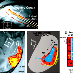 Macaque fMR Imaging and ACFs