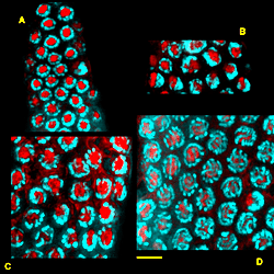 Criteria for Classifying Meiotic Nuclei into Substages of Prophase I