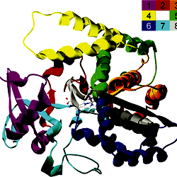 Structural Model of Heme-Domain Backbone Structure Showing Positions of ...
