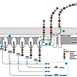 Representation of the Wzx/Wzy-Dependent Pathway for Biosynthesis of CPS 9A