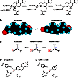 Geometric and Electrostatic Changes in the KSI Reaction