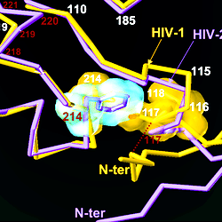 A Comparison of the Structure of an HIV-1 RT/DNA Complex with the ...