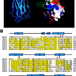 Structure of the HAUSP N-Terminal TRAF-Like Domain