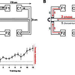 Experimental Design and Performance during the Spatial Working-Memory Task
