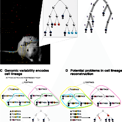 Cell Lineage Concepts