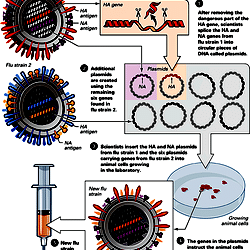 The Mechanics of Reverse Genetics