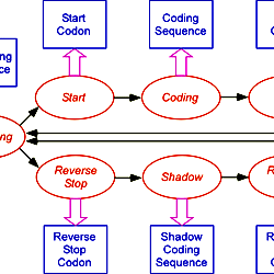 The HMM Architecture