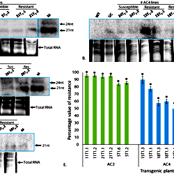Northern blot analysis to compare siRNA production in resistant and ...