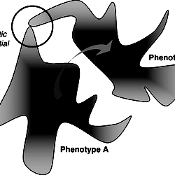 Evolution of Genetic Potential