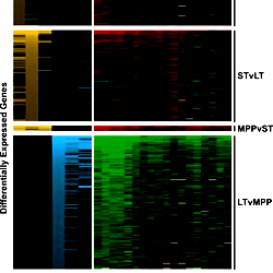 Heat Map Representation of Differentially Regulated Transcripts