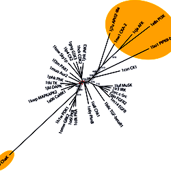 Conventional Distance-Based Phylogenetic Tree of the Kinase-Like ...