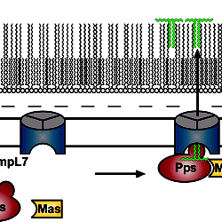 Model of PDIM Synthesis and Transport