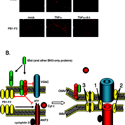 PB1-F2 Induces Apoptosis Acting through Components of the PTPC