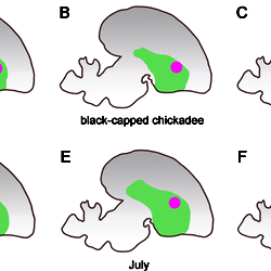 The Regulatory Evolution of FOXP2 and the Origins of Vocal Learning