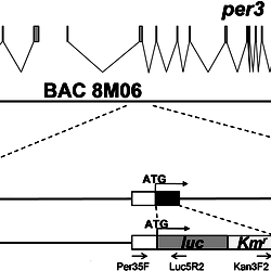 Schematic Map of the per3-luc Construct