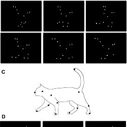 Point-Light Displays and Sample Frames from the Animation Sequences