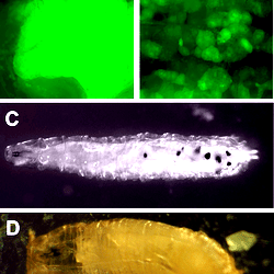 adgf-a Mutant Phenotype