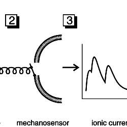 Sequential Processing in the Auditory Transduction Chain