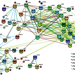 Protein-protein network analysis; STRING database.