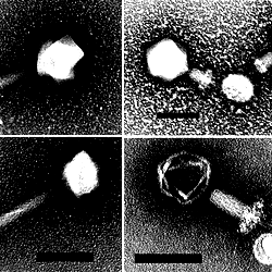 Electron Micrograph of Negative-Stained Prochlorococcus Myoviruses P ...
