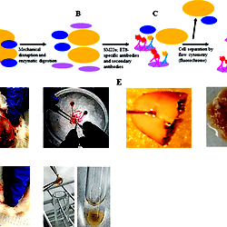 Schematic representation of the isolation and detection of smooth ...