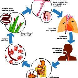 Life Cycle of the Human Hookworm N. americanus