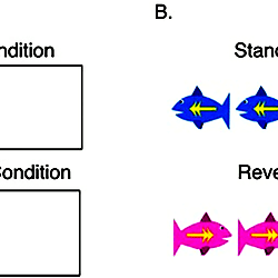 Hearts and Flowers and Flanker Fish tasks.