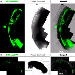EF1α-copGFP HFBSCs and DCX-copGFP HFBSCs form a similar distinct ...