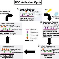 Model of HSC Activation Cycle