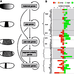 Module Predictions within the Segmentation Gene Network