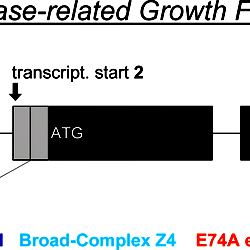 Schematic Map of the ADGF-A Gene with Promoter Analysis