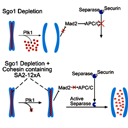 Model for Sgo1 Function during Mitosis