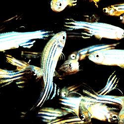 Adult Zebrafish