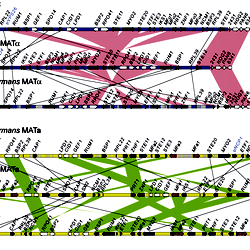 MAT Is Highly Rearranged between Species and Mating Types