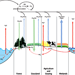 Global Methane Cycle