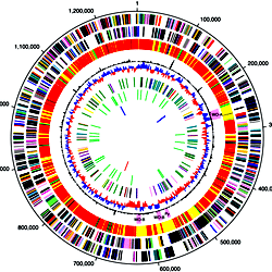 Circular Map of the Genome and Genome Features
