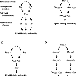 Models of Hybrid Incompatibility