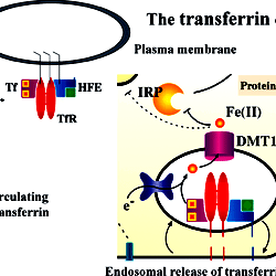 Binding of Transferrin