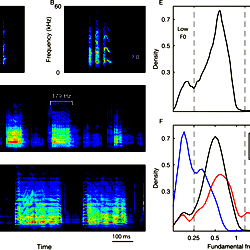 Egyptian fruit bat vocalizations.