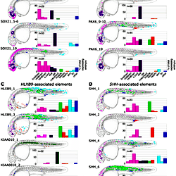 Composite Overviews of GFP Expression Patterns Induced by Different ...