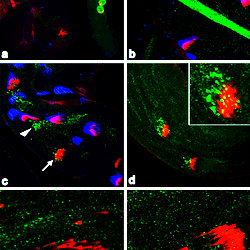 DRONC Activation Occurs in Association with Individualization Complexes ...