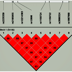 The linkage disequilibrium (LD) block structure consisted of the eight ...