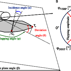 Definition of flapping kinematics.
