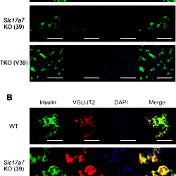 Immunofluorescence staining of Slc17a7 single KO and Slc17a7, Slc17a6 ...
