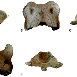Atlas of Decennatherium rex sp. nov. from BAT10.